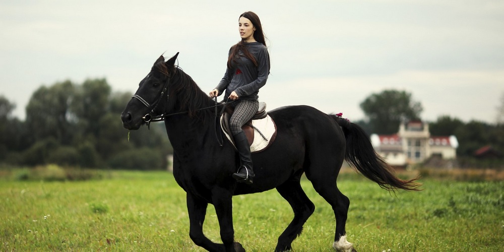 Equine Supplies for a Horse: Beginners Guide - Ecbanquet